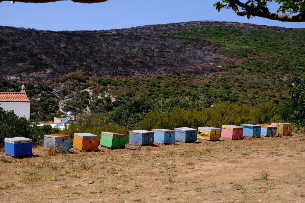 The Beekeeping Tradition of Kythera in Greece’s Intangible Cultural ...