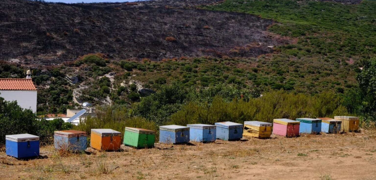 The Beekeeping Tradition of Kythera in Greece’s Intangible Cultural ...