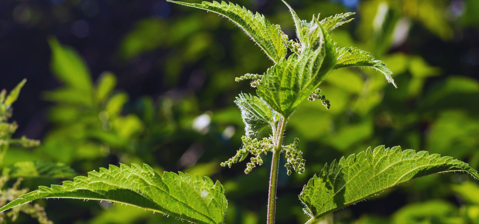 Wild greens and the memory of Greek culture